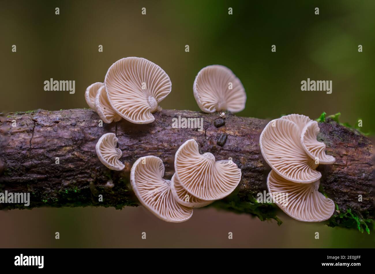 green moose growing on tree branch in forest Stock Photo - Alamy