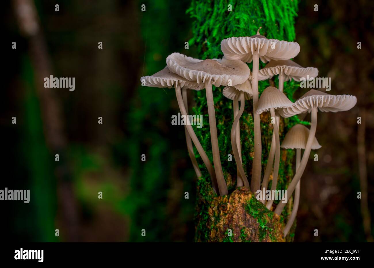 green moose growing on tree branch in forest Stock Photo - Alamy