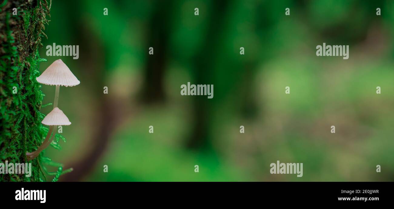 green moose growing on tree branch in forest Stock Photo - Alamy