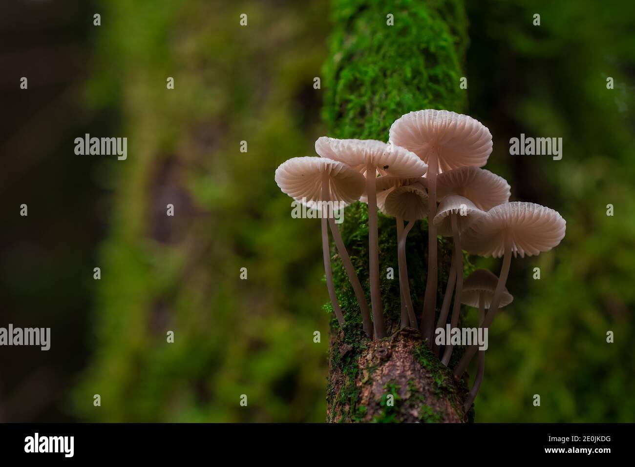 green moose growing on tree branch in forest Stock Photo - Alamy