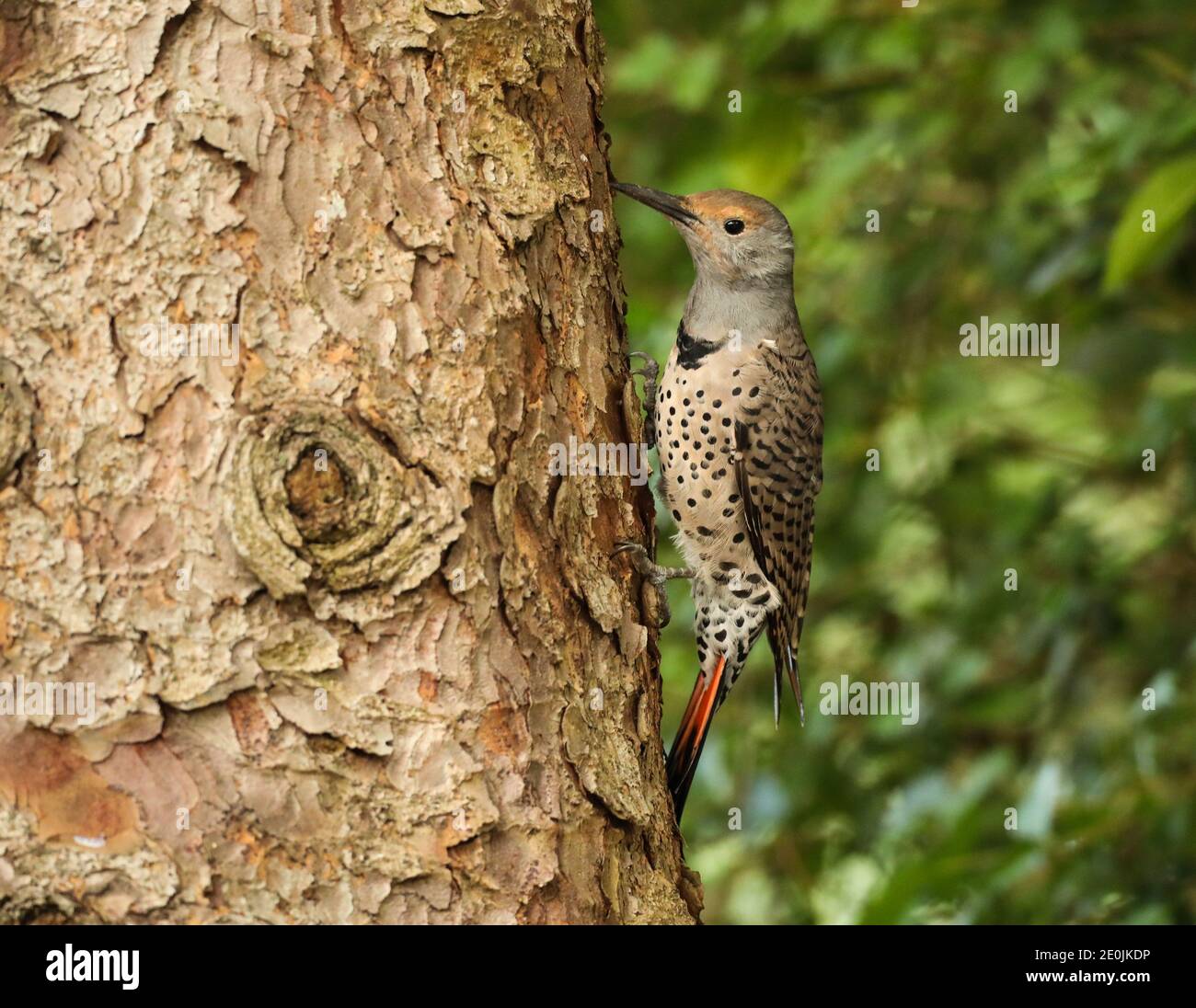 Northern Flicker, red-shafted, on a conifer tree Stock Photo - Alamy