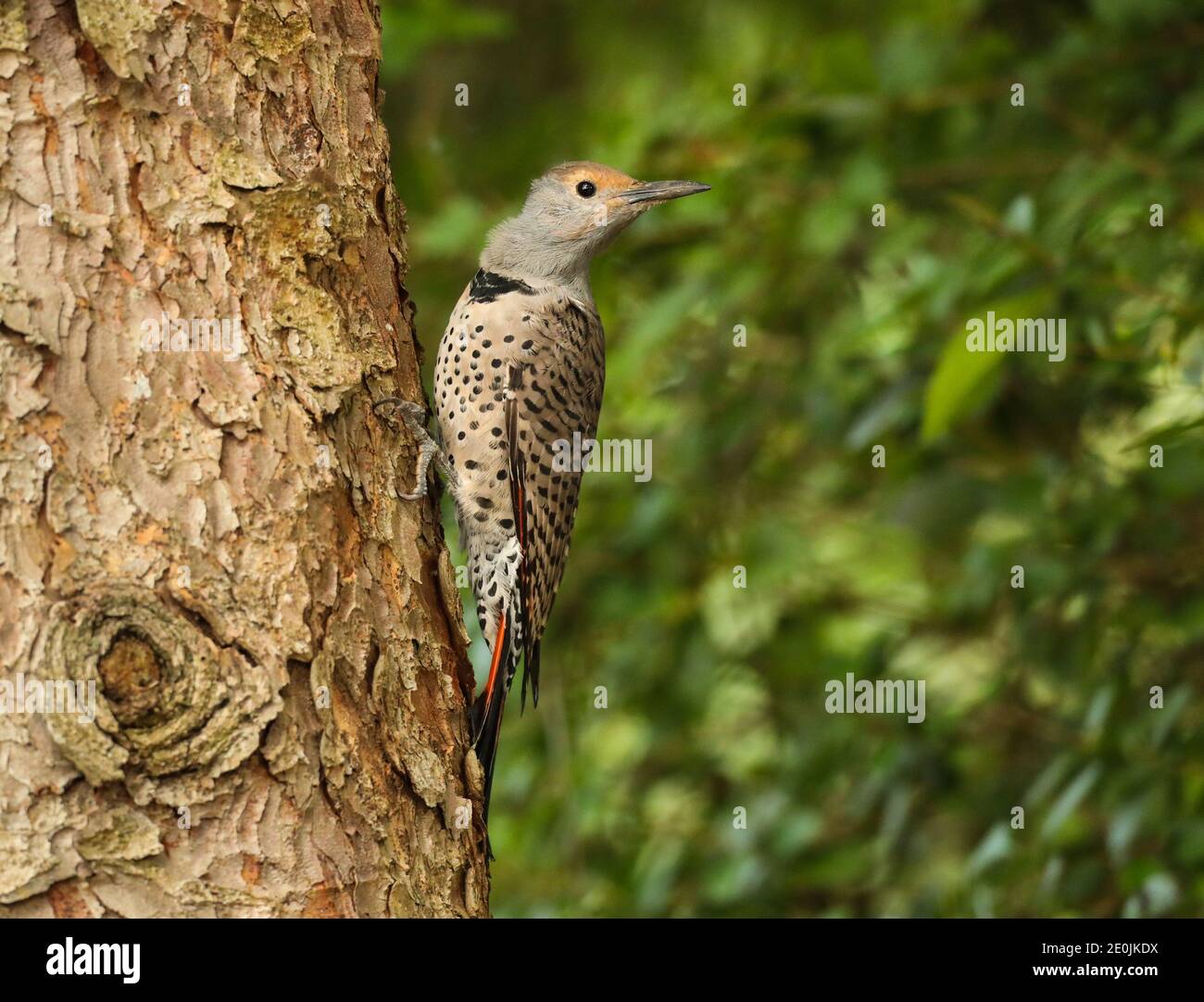 Northern flicker on ground hi-res stock photography and images - Alamy