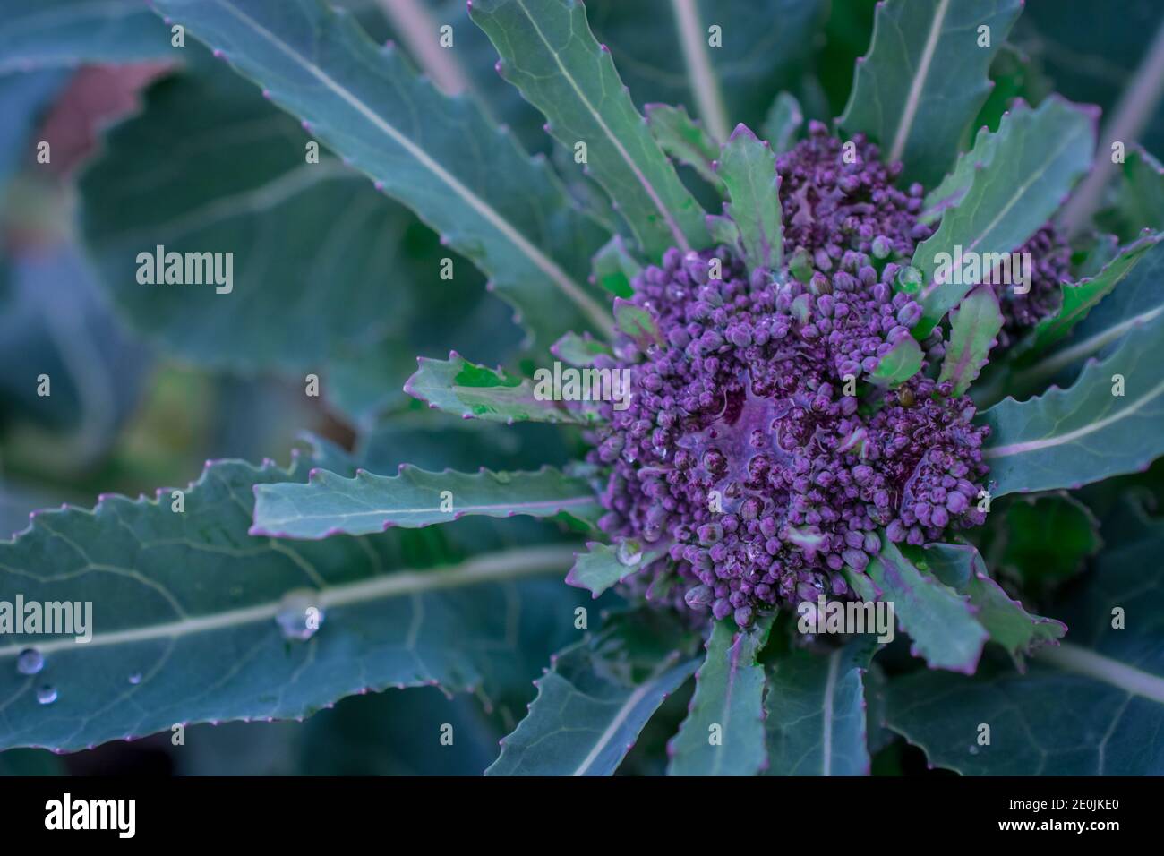 Purple sprouting summer broccoli hi-res stock photography and images ...