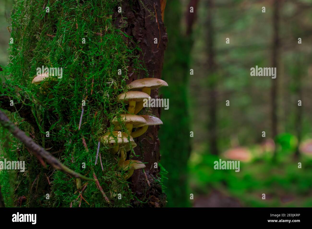 green moose growing on tree branch in forest Stock Photo - Alamy