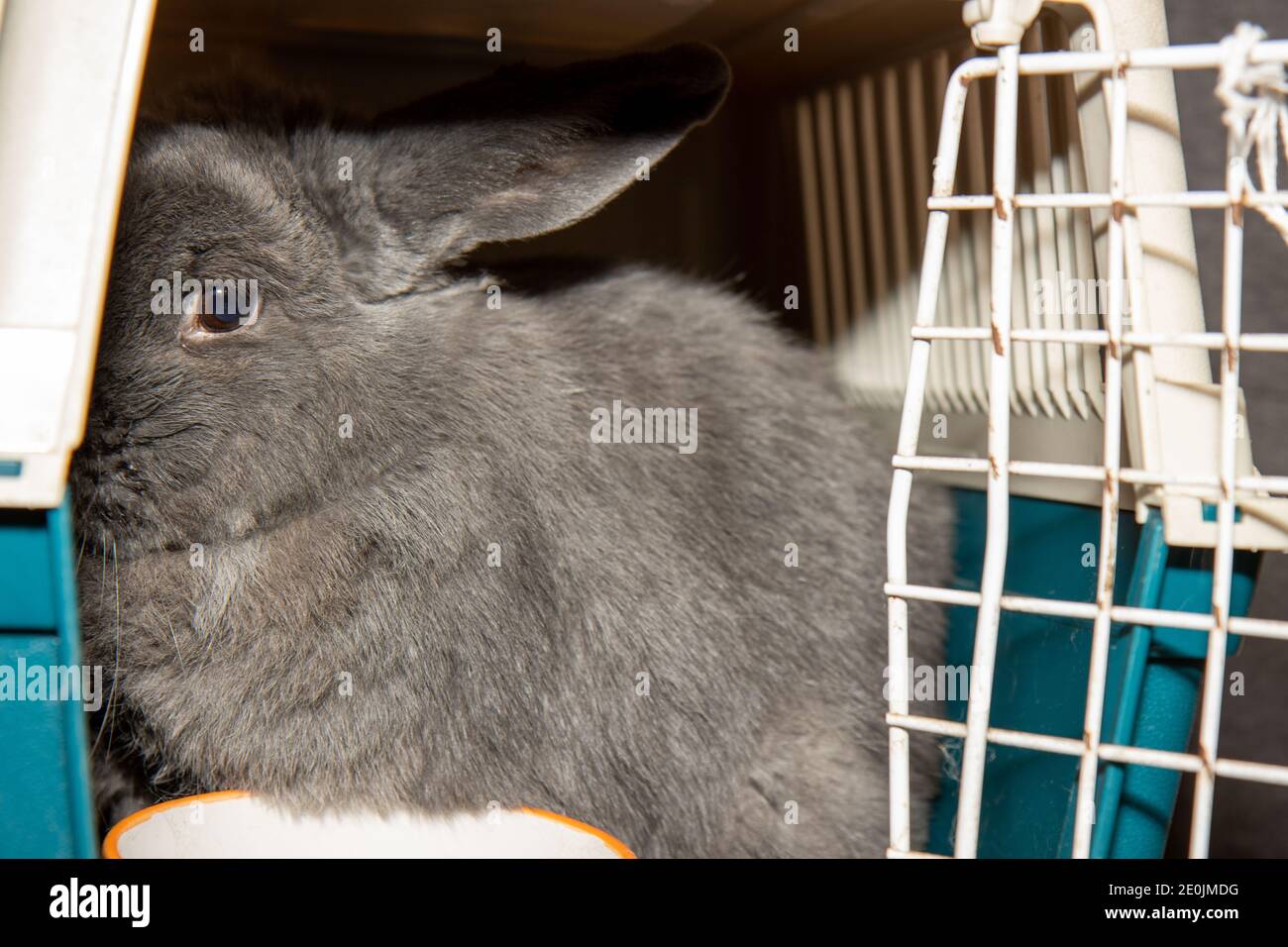 An adorable grey Rabbit in a cage Stock Photo - Alamy