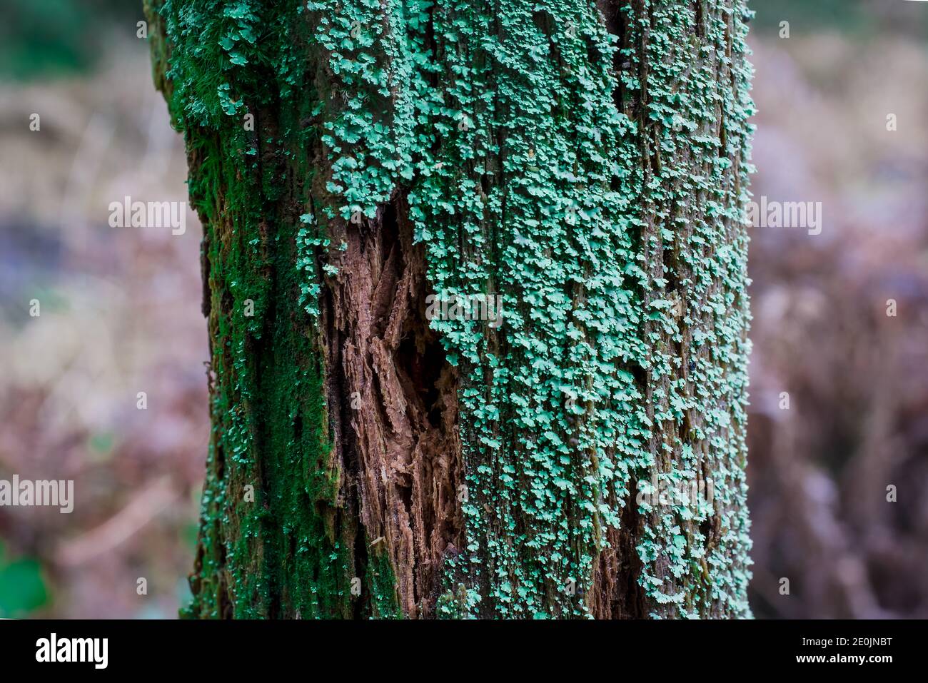 green moose growing on tree branch in forest Stock Photo - Alamy