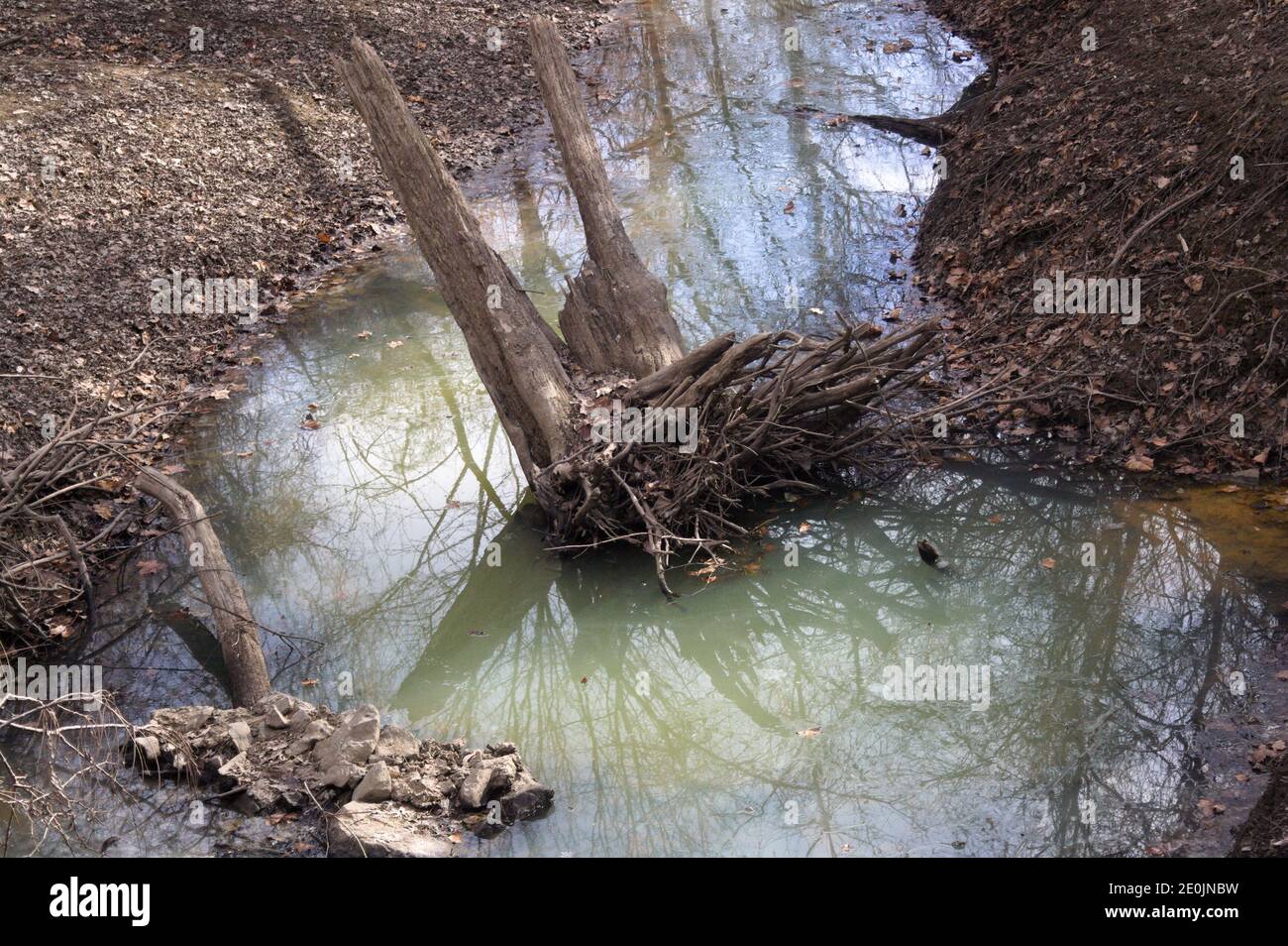 A dead tree is frozen mid-fall, exposing its roots in the middle of a ...