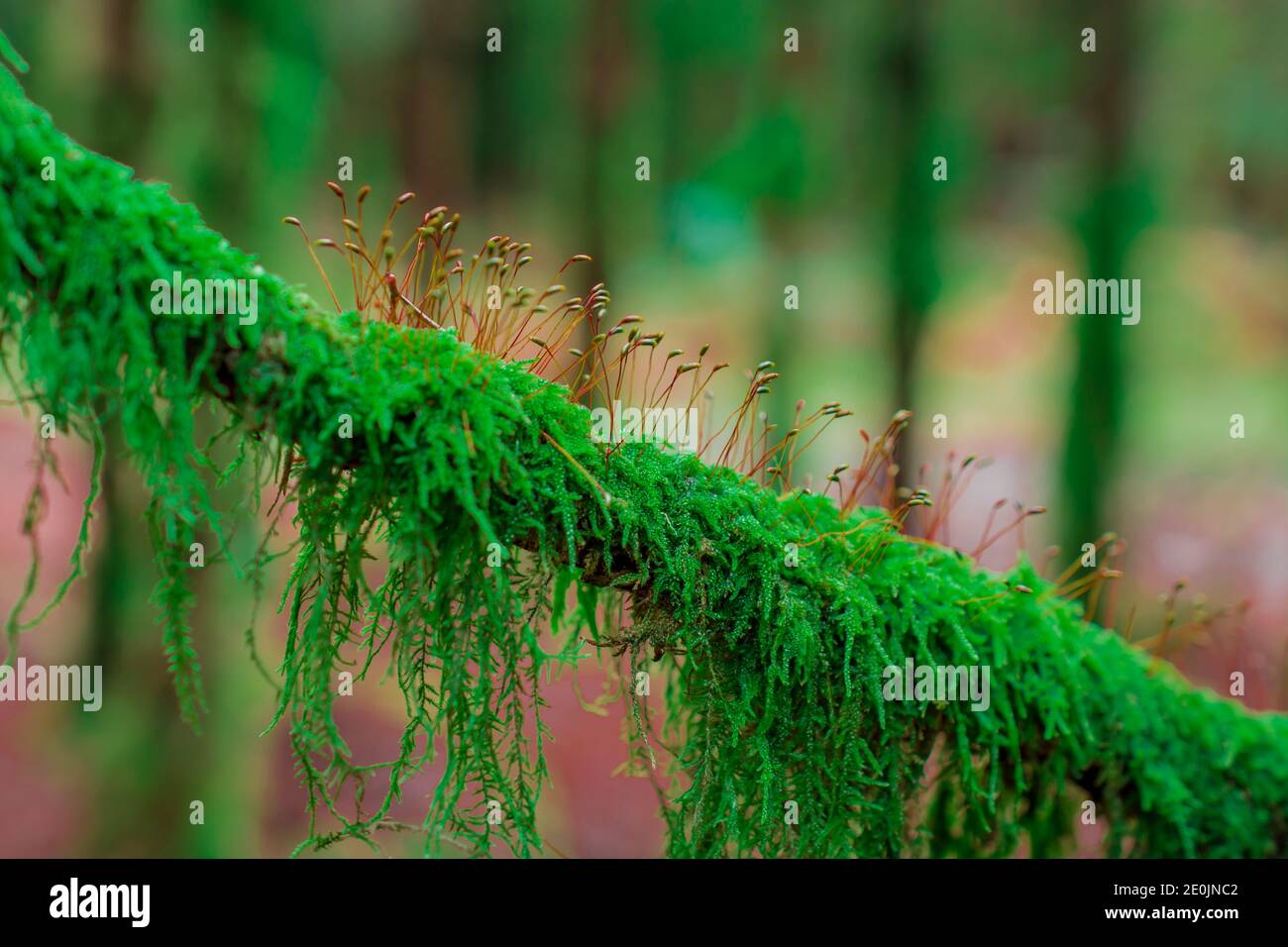 green moose growing on tree branch in forest Stock Photo - Alamy