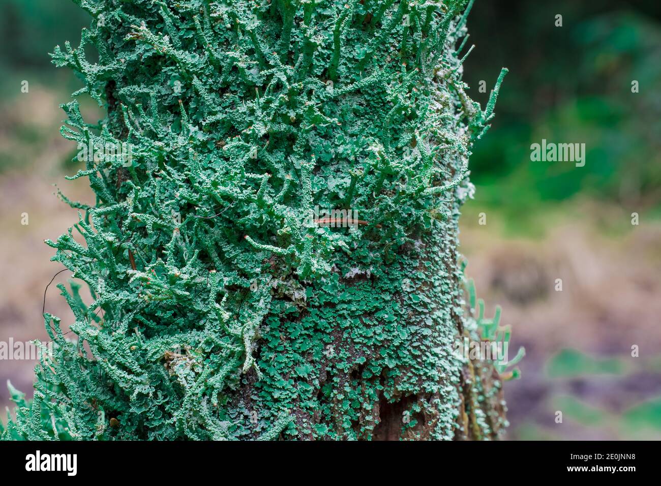 green moose growing on tree branch in forest Stock Photo - Alamy