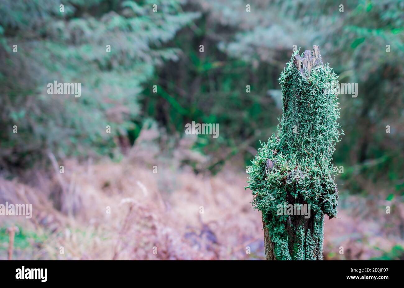green moose growing on tree branch in forest Stock Photo - Alamy