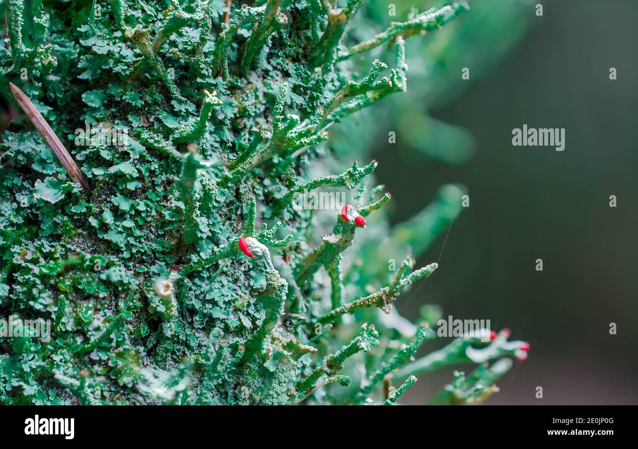 green moose growing on tree branch in forest Stock Photo - Alamy