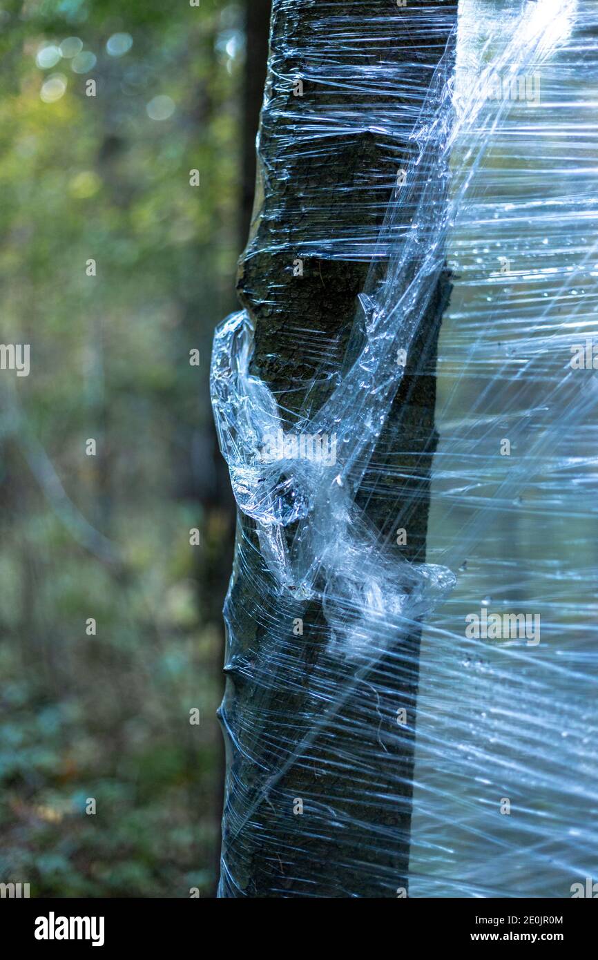 Plastic bag on tree hi-res stock photography and images - Alamy
