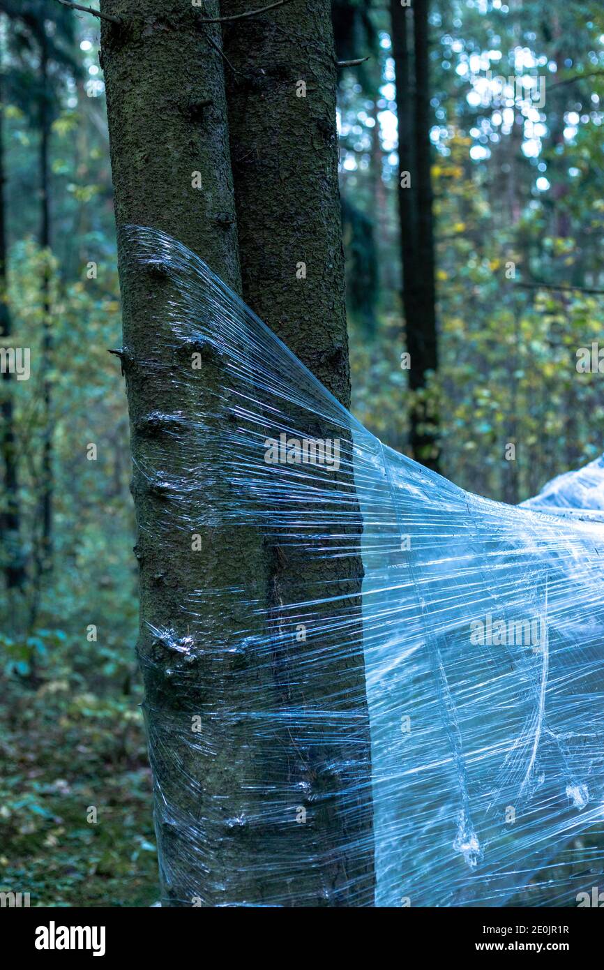 Plastic wrap on trees in the forest Stock Photo - Alamy