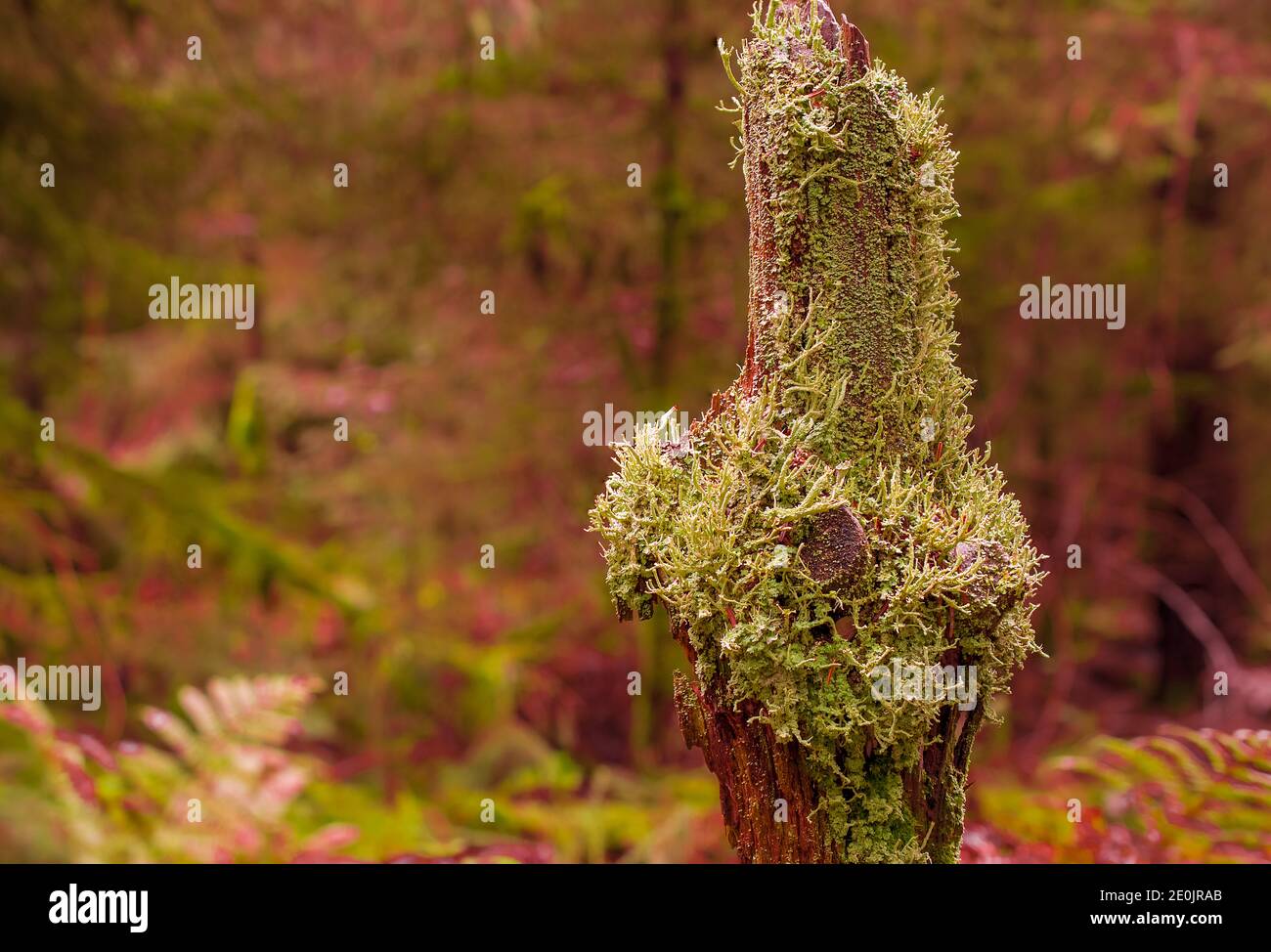 green moose growing on tree branch in forest Stock Photo - Alamy