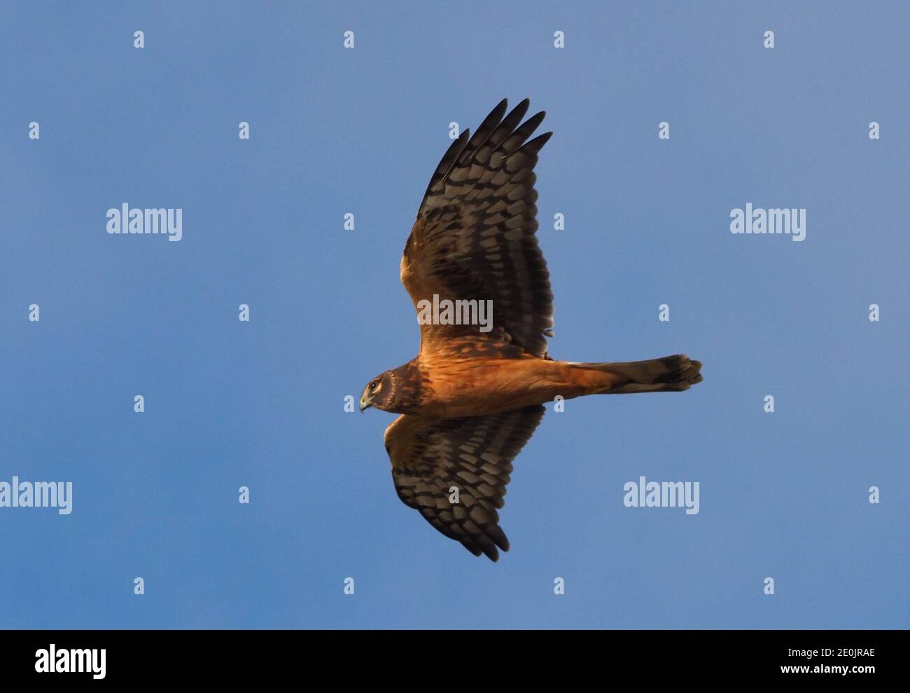 Northern Harrier, a low-flying bird of prey, has a face not unlike an ...