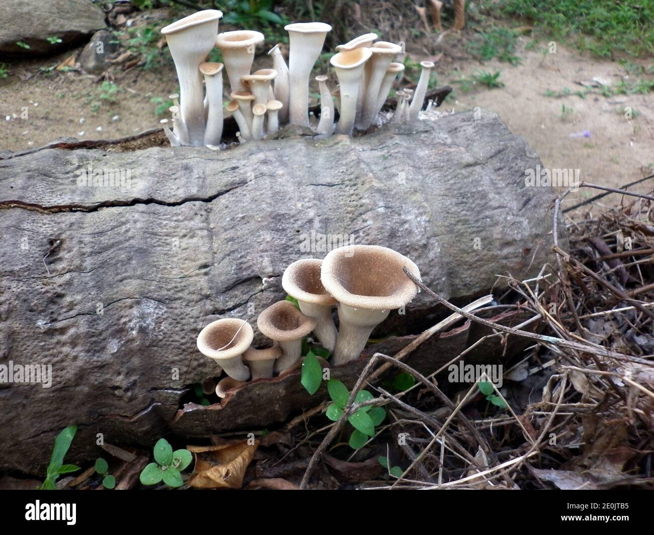 Funnel shape mushroom hi-res stock photography and images - Alamy