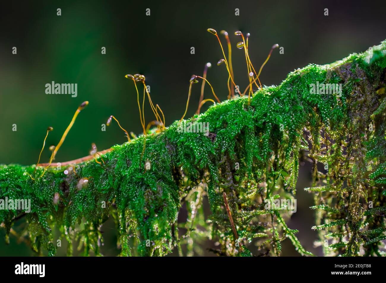 green moose growing on tree branch in forest Stock Photo - Alamy