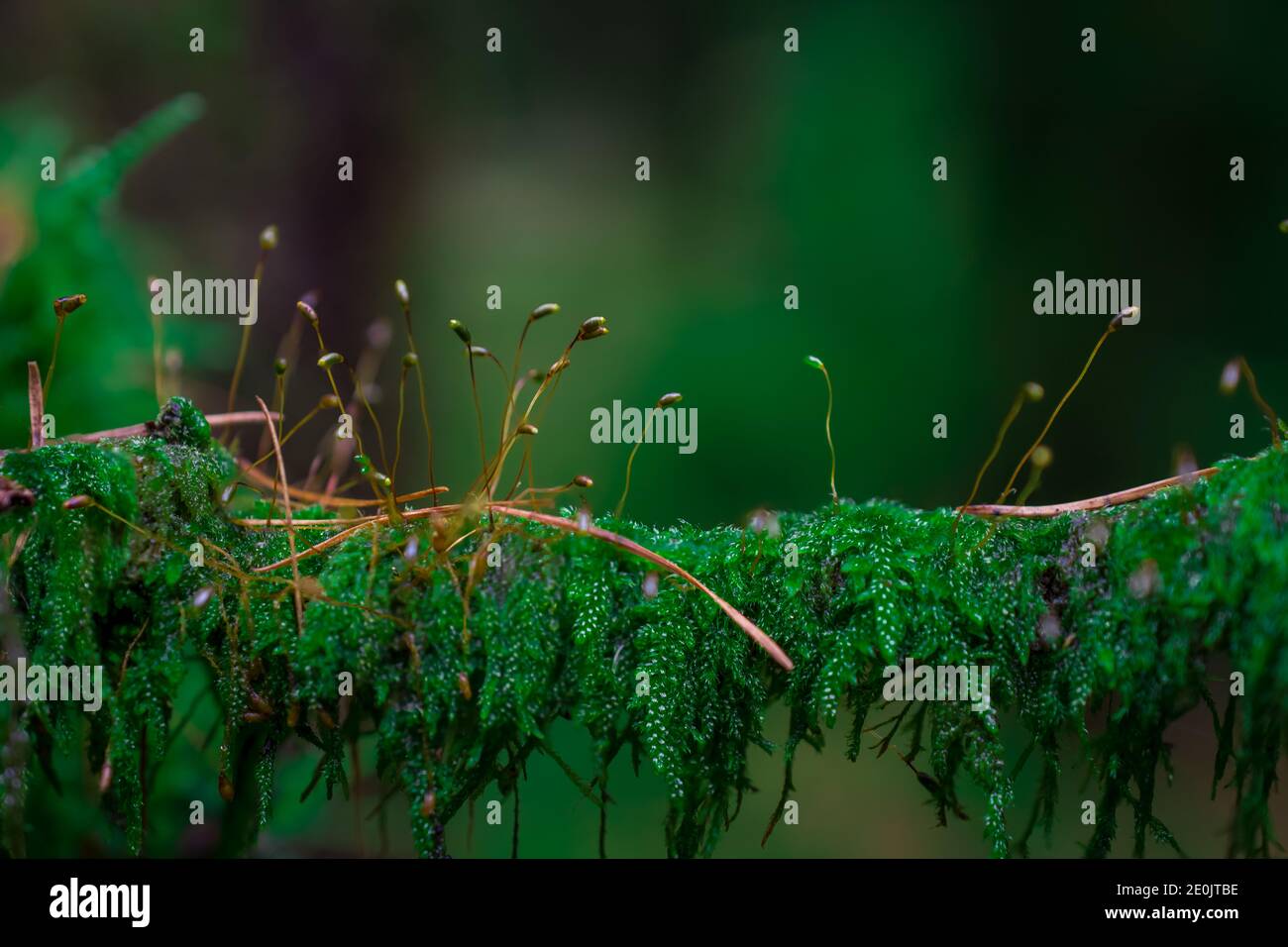 green moose growing on tree branch in forest Stock Photo - Alamy