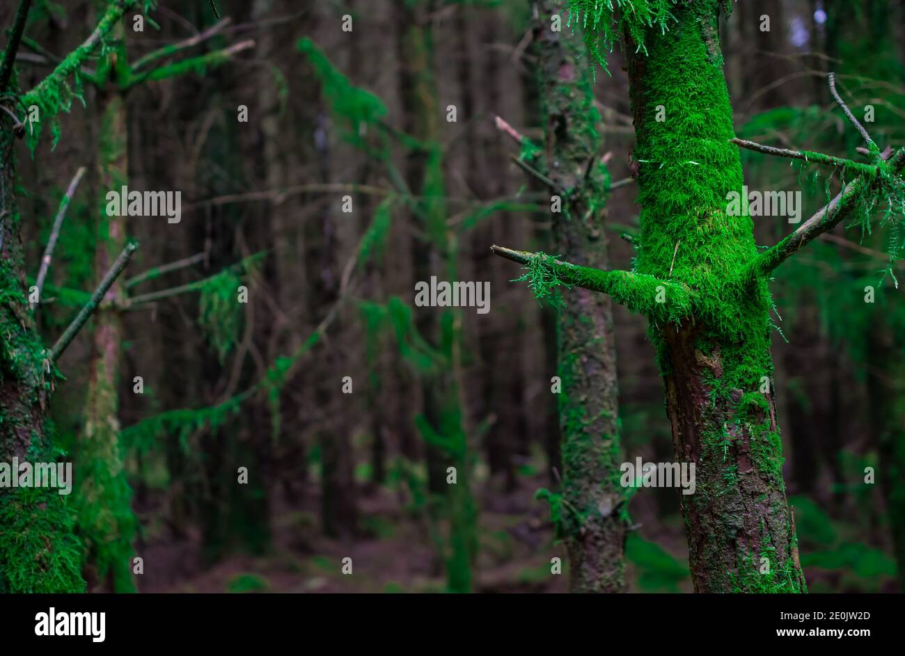 green moose growing on tree branch in forest Stock Photo - Alamy