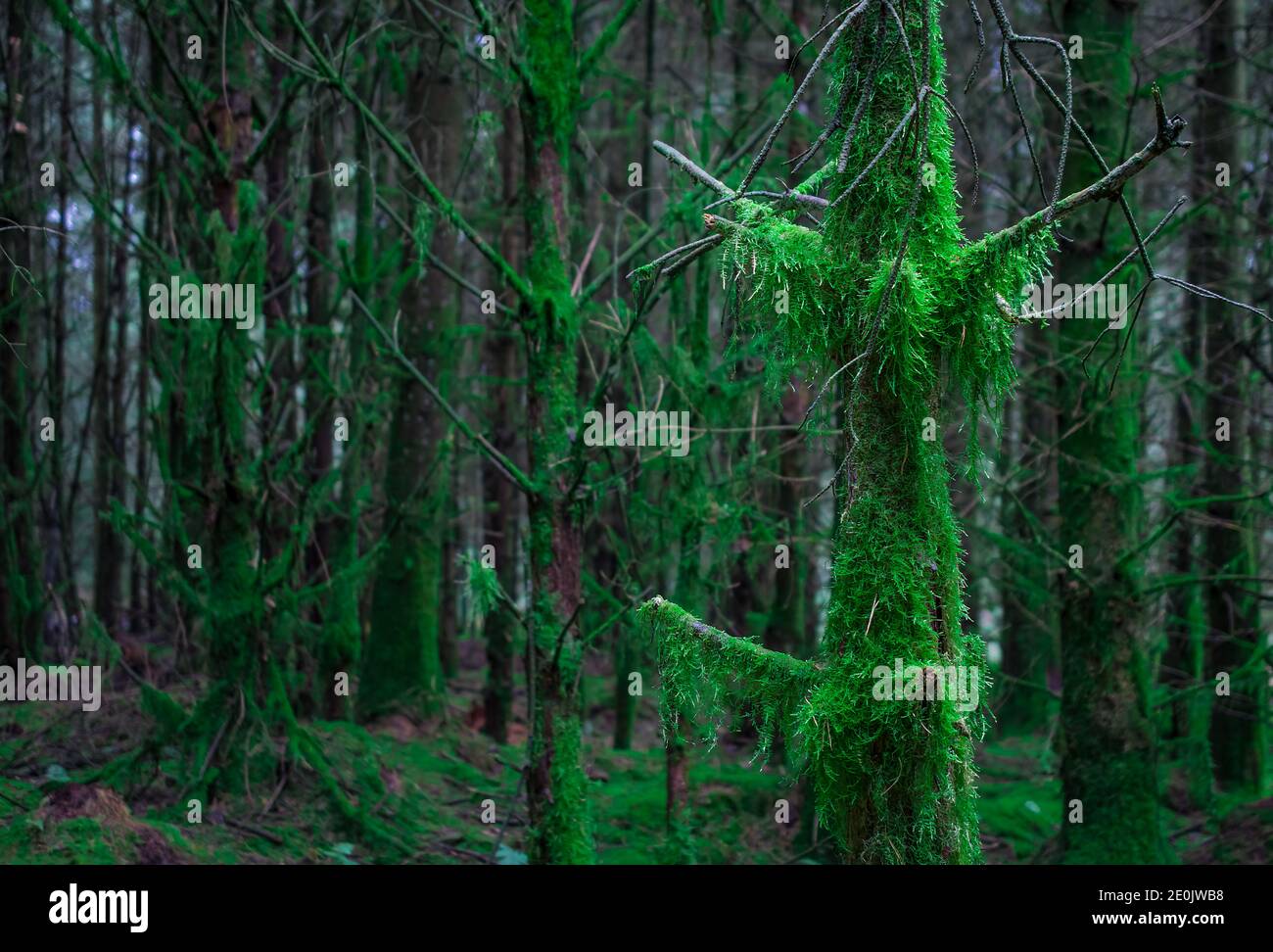green moose growing on tree branch in forest Stock Photo - Alamy