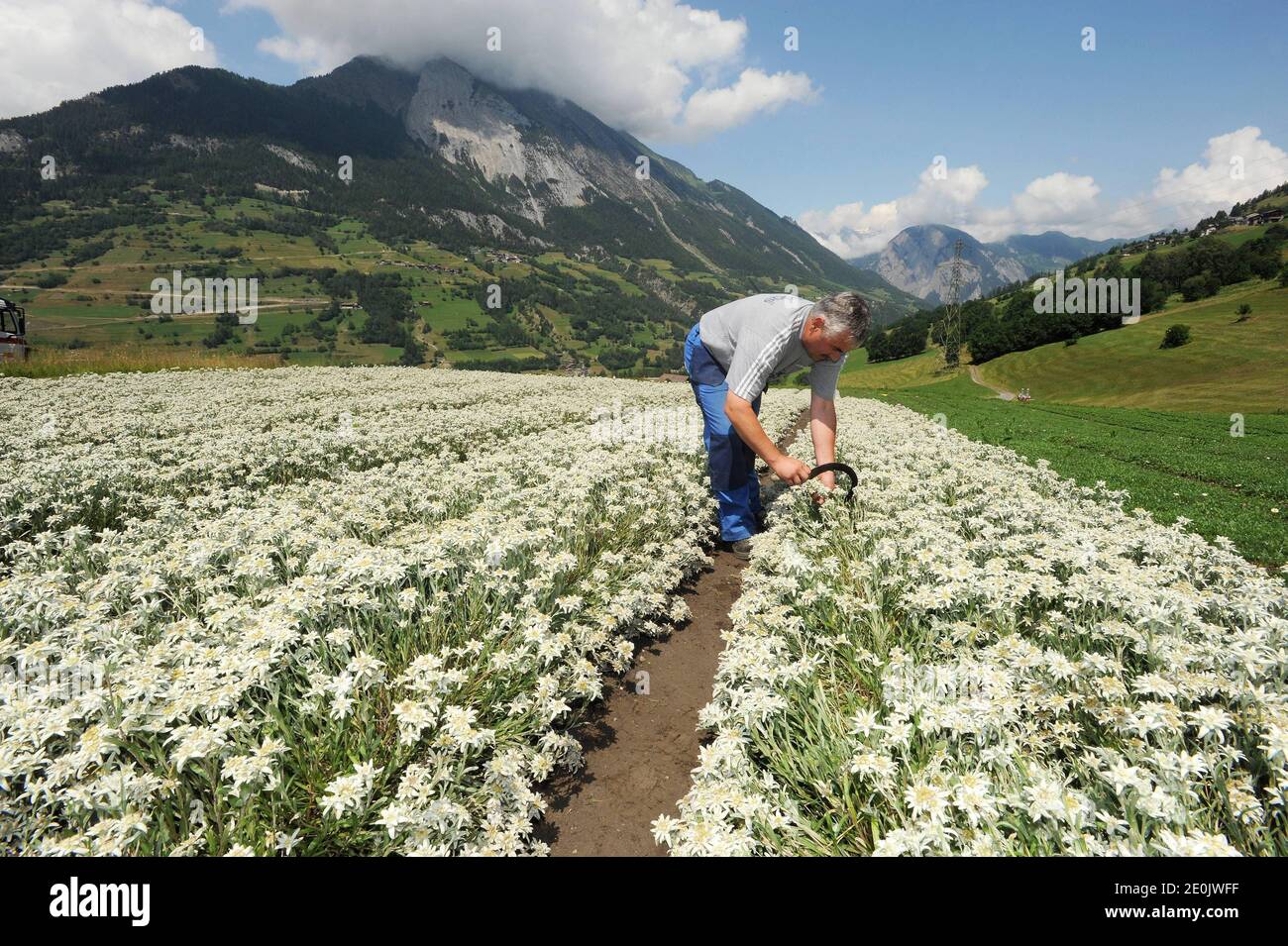 EXCLUSIVE. Pascal Tornay during the Edelweiss harvest, in Orsieres ...