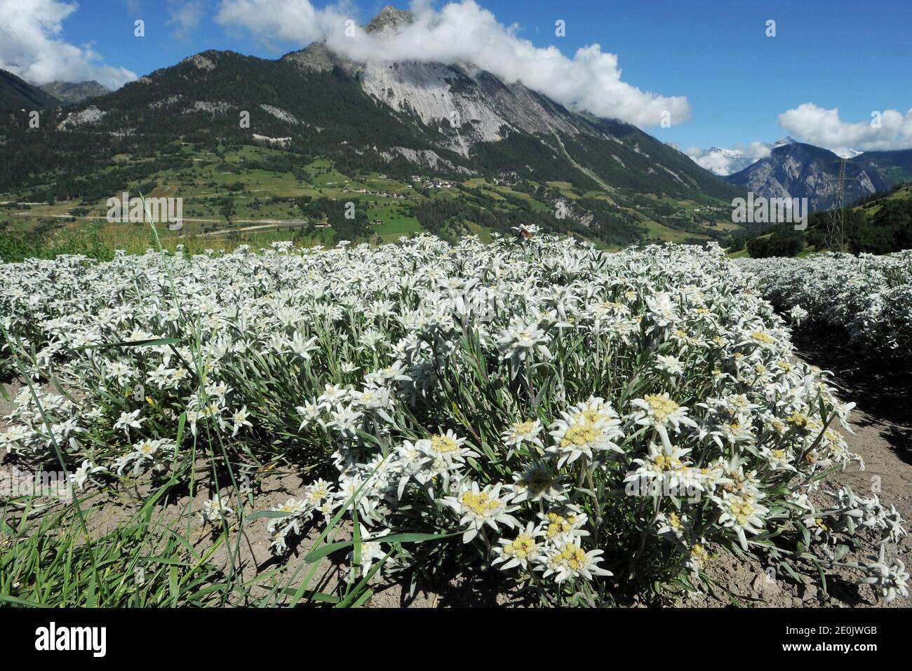 EXCLUSIVE. A view of the only edelweiss field existing in the Valais ...