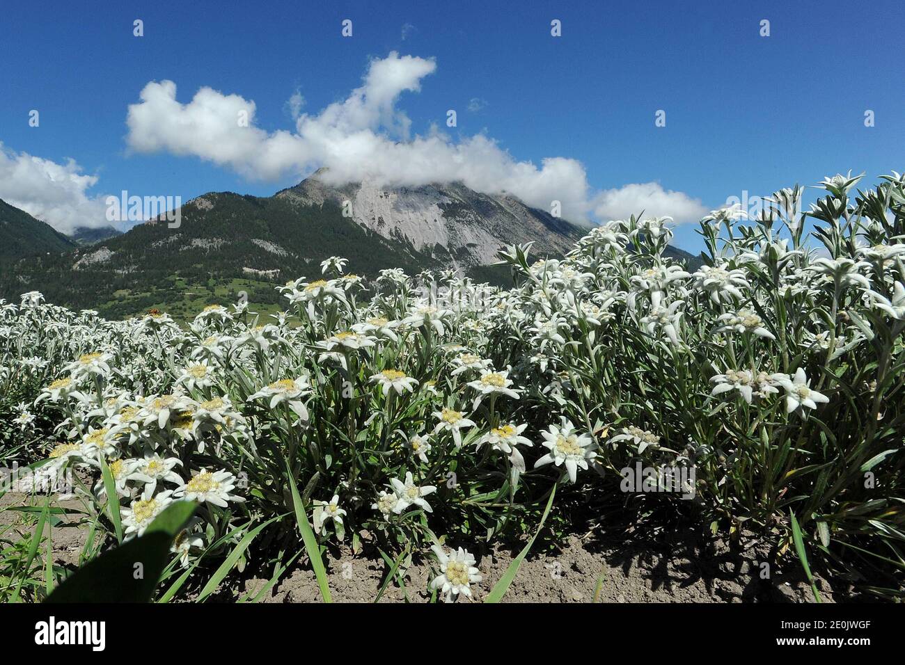 EXCLUSIVE. A view of the only edelweiss field existing in the Valais ...