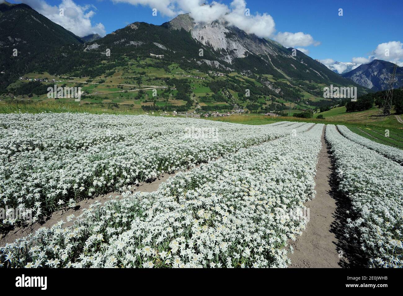 EXCLUSIVE. A view of the only edelweiss field existing in the Valais ...