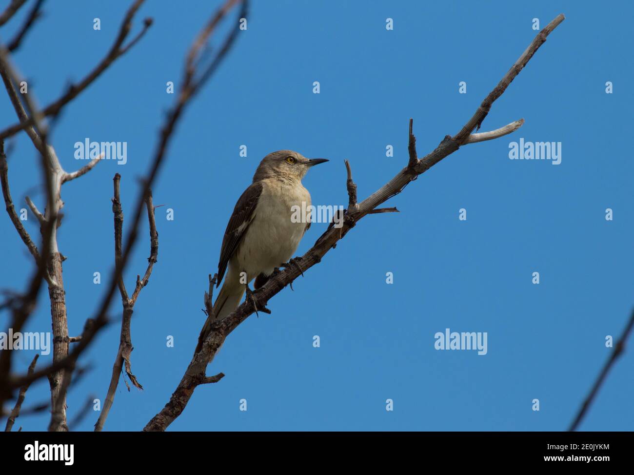 Northern Mockingbird sitting quietly for once Stock Photo - Alamy