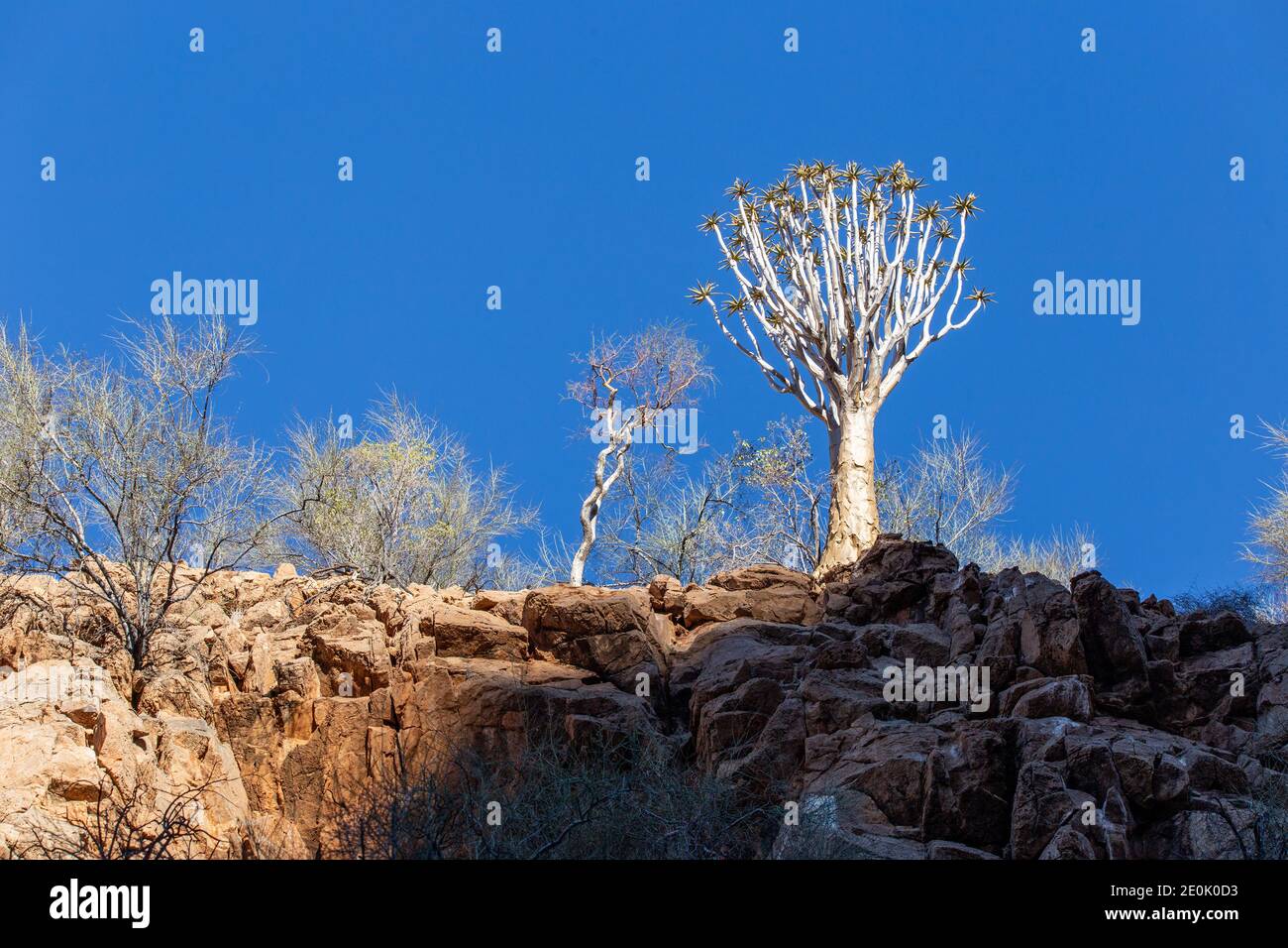 Quiver tree in sun light on mountain top Stock Photo - Alamy
