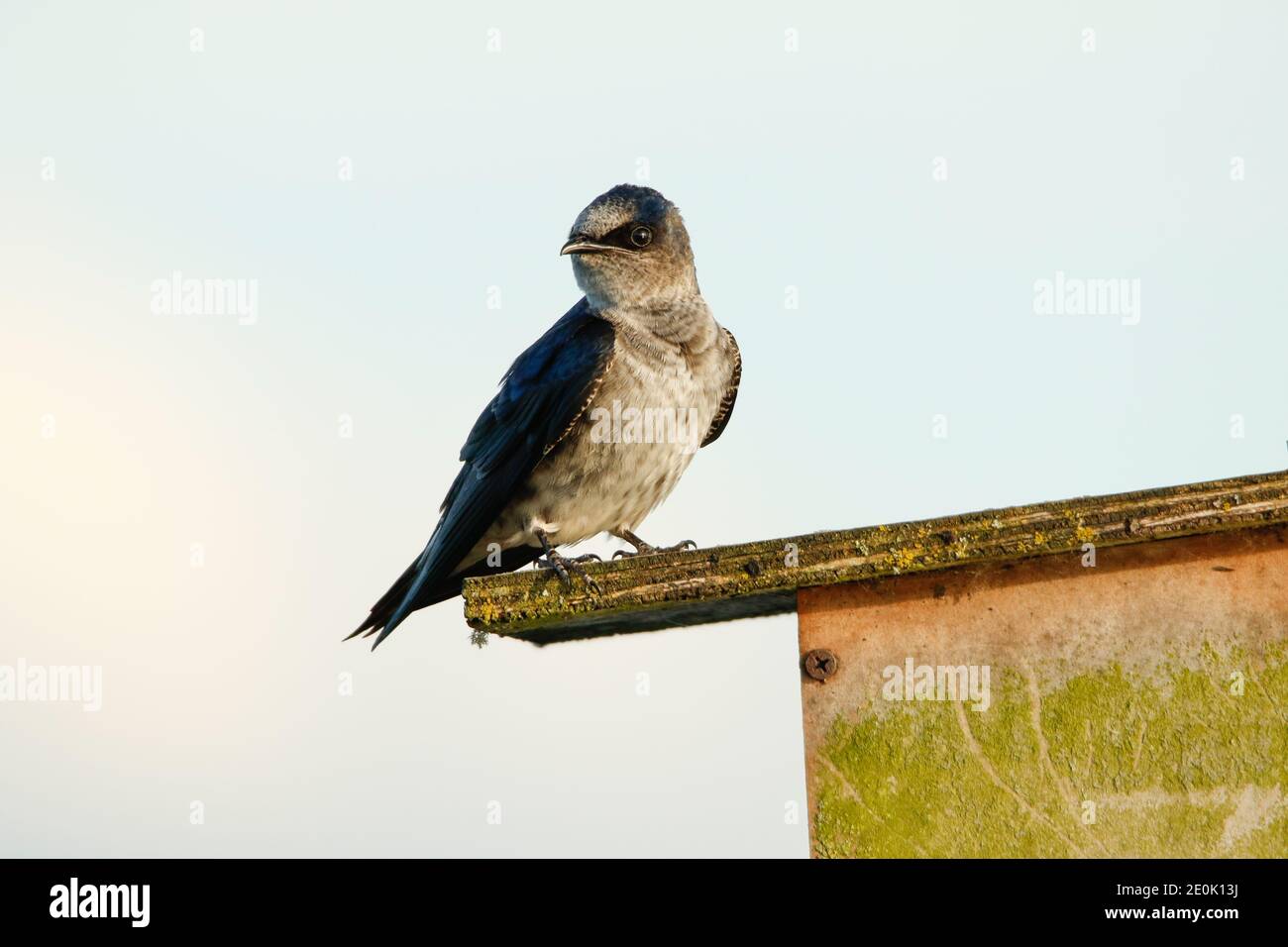 Female Purple Martin at nest box in summer Stock Photo - Alamy