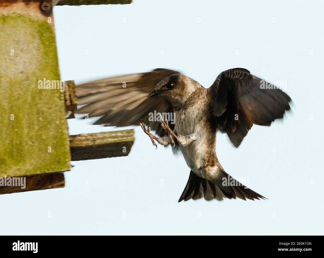 Female purple martin hi-res stock photography and images - Alamy