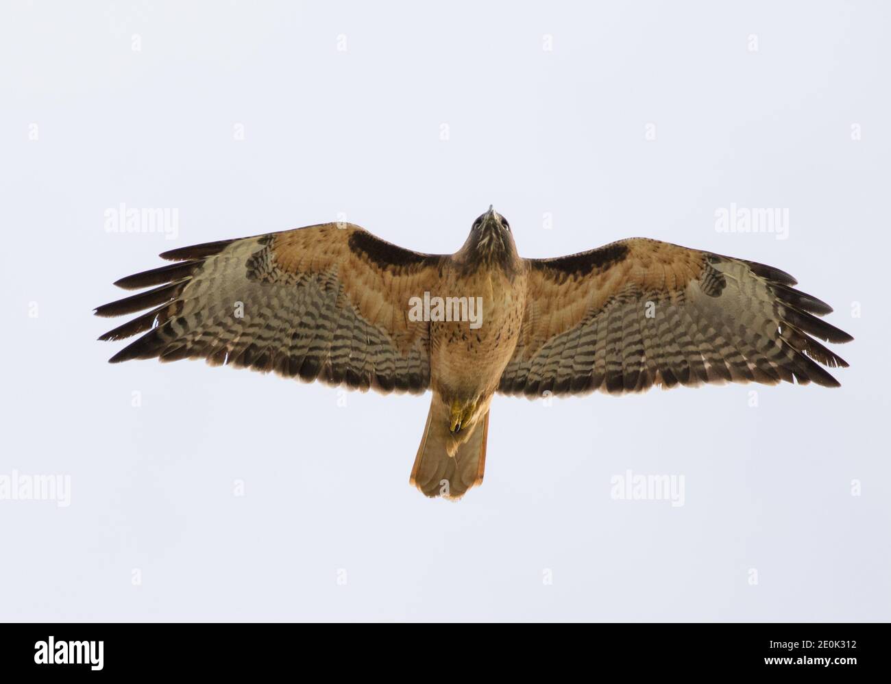 Red-tailed Hawk soaring overhead, its dark patagium easily visible ...