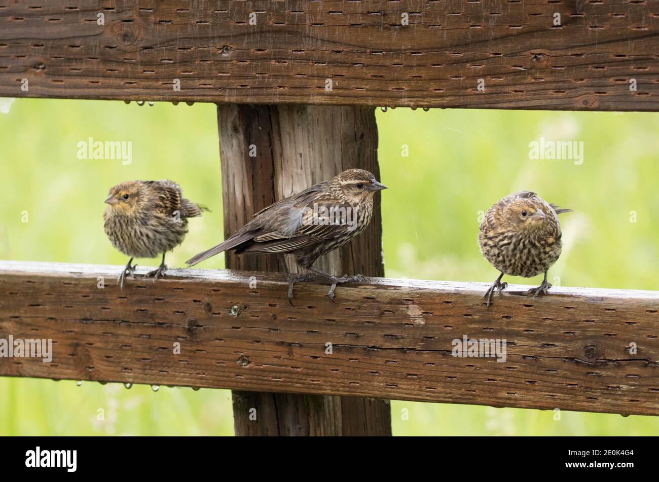 Female Red-winged Blackbird with two of her begging babies Stock Photo ...