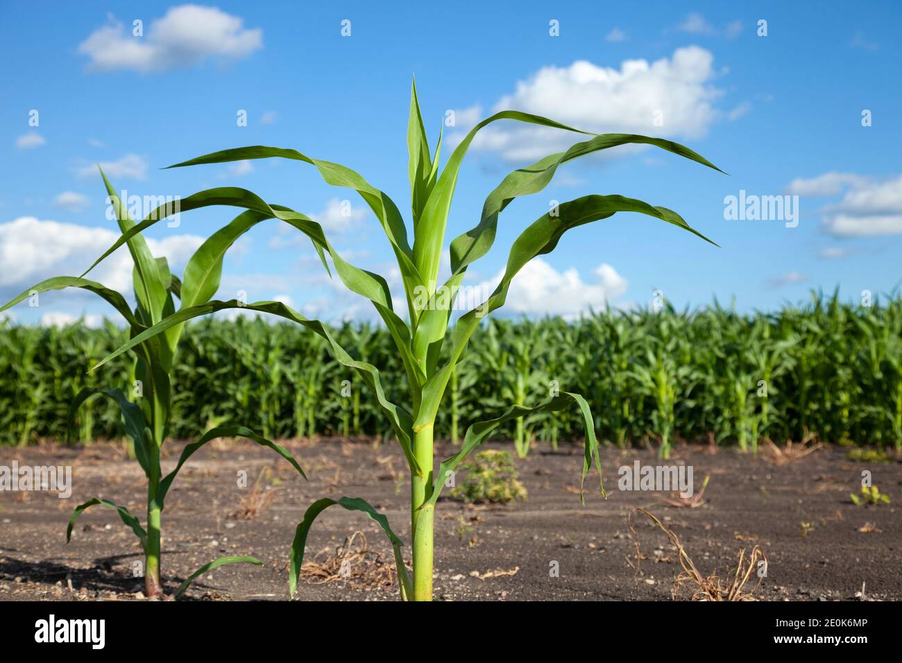 Young corn plants hi-res stock photography and images - Alamy