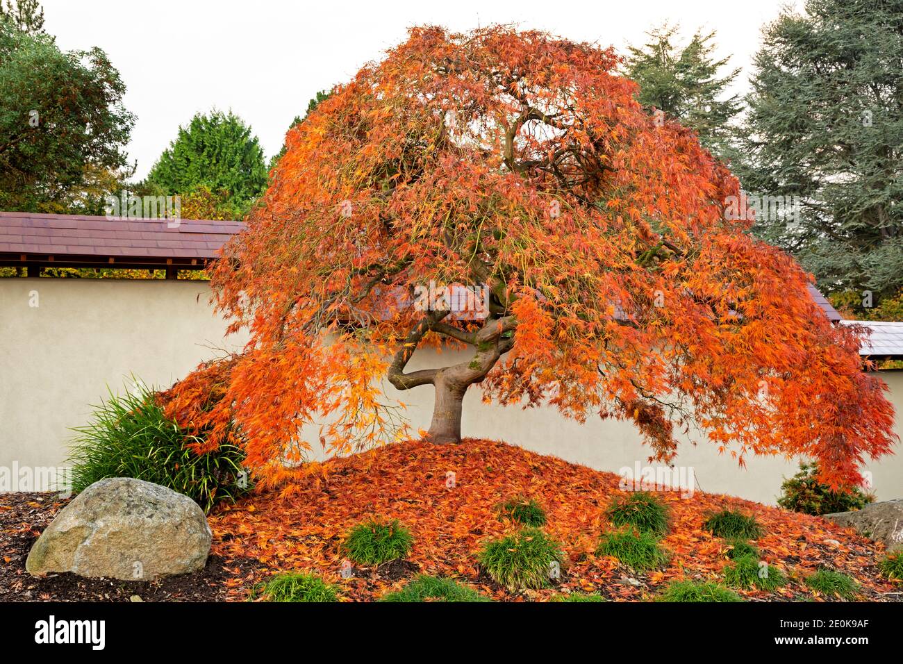 Shapely trees hi-res stock photography and images - Alamy