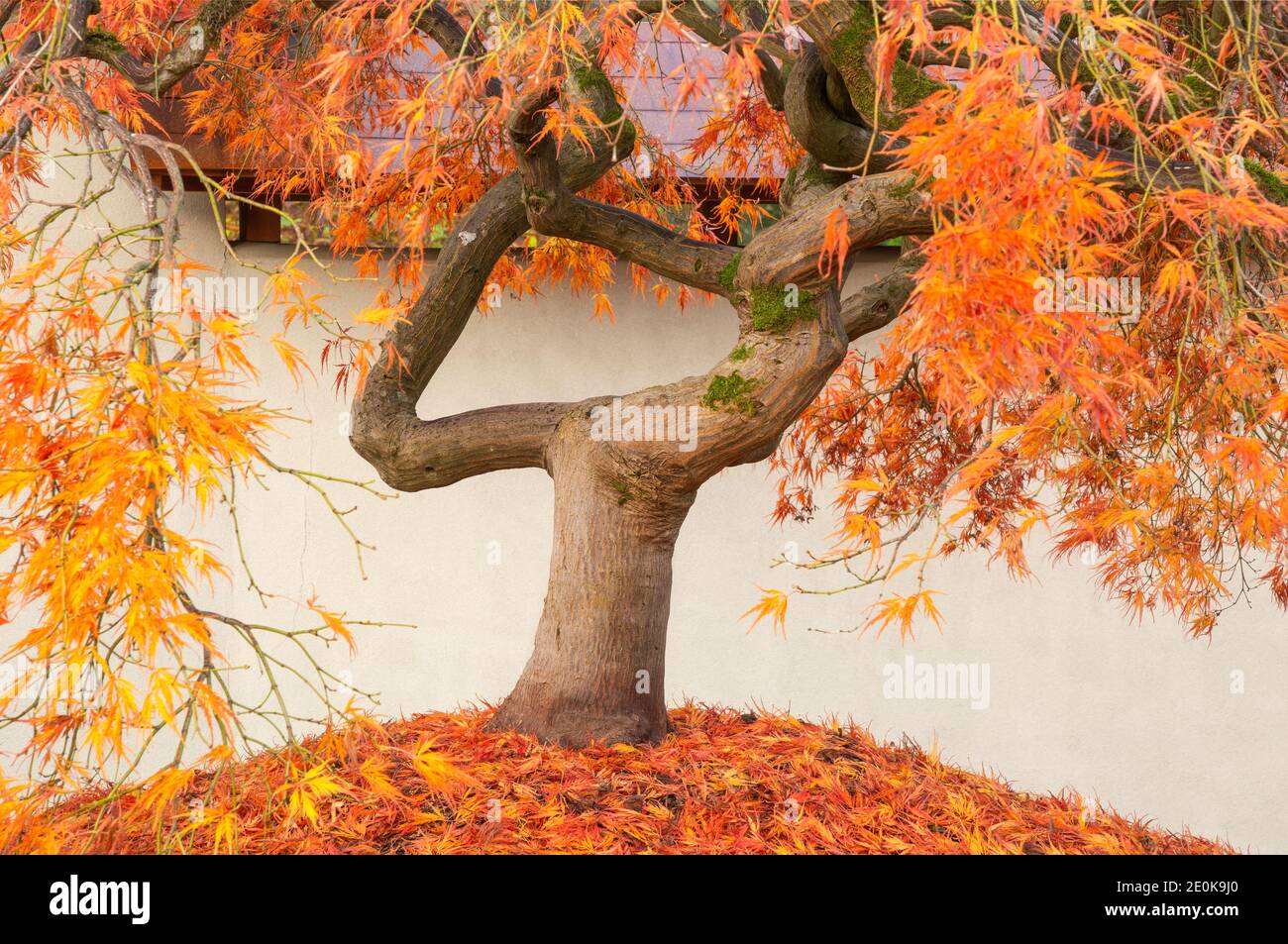 Brighting color hi-res stock photography and images - Alamy