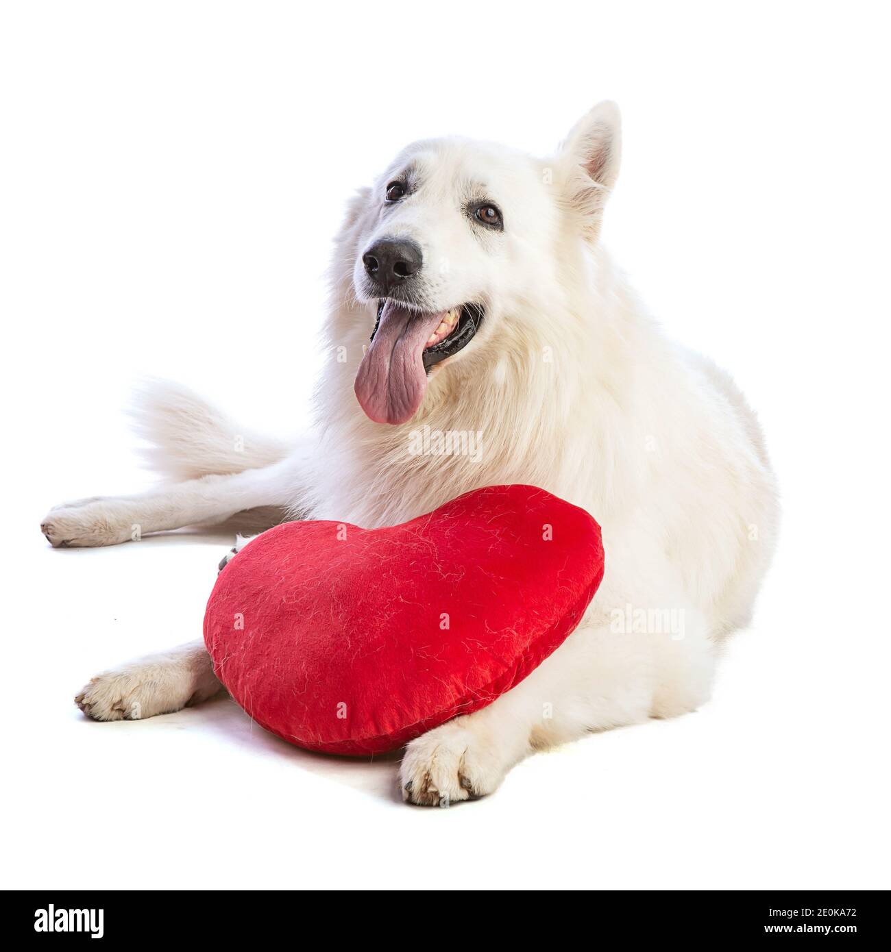 Swiss Shepherd with a big red heart on a white background Stock Photo ...