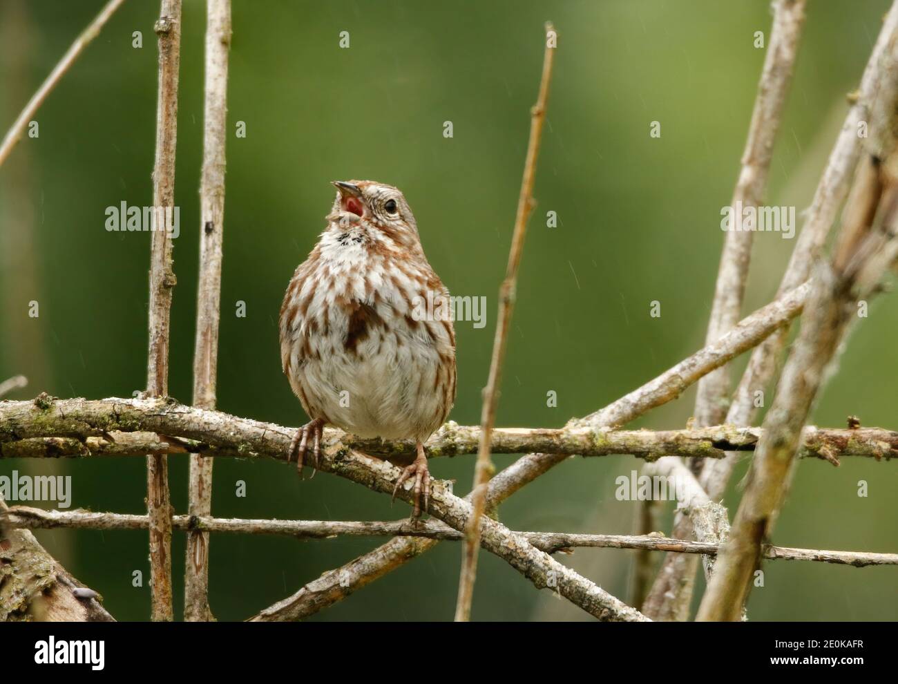 Singing your heart out hi-res stock photography and images - Alamy