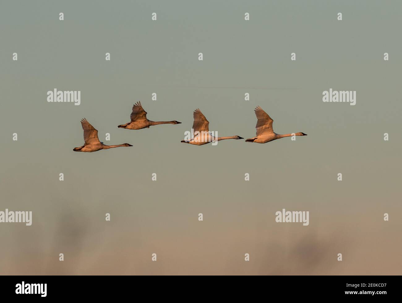Swan flying overhead hi-res stock photography and images - Alamy