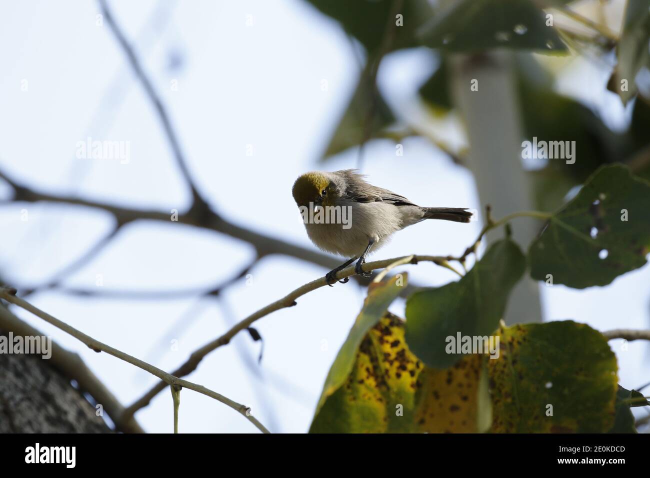 Verdin bird hi-res stock photography and images - Alamy