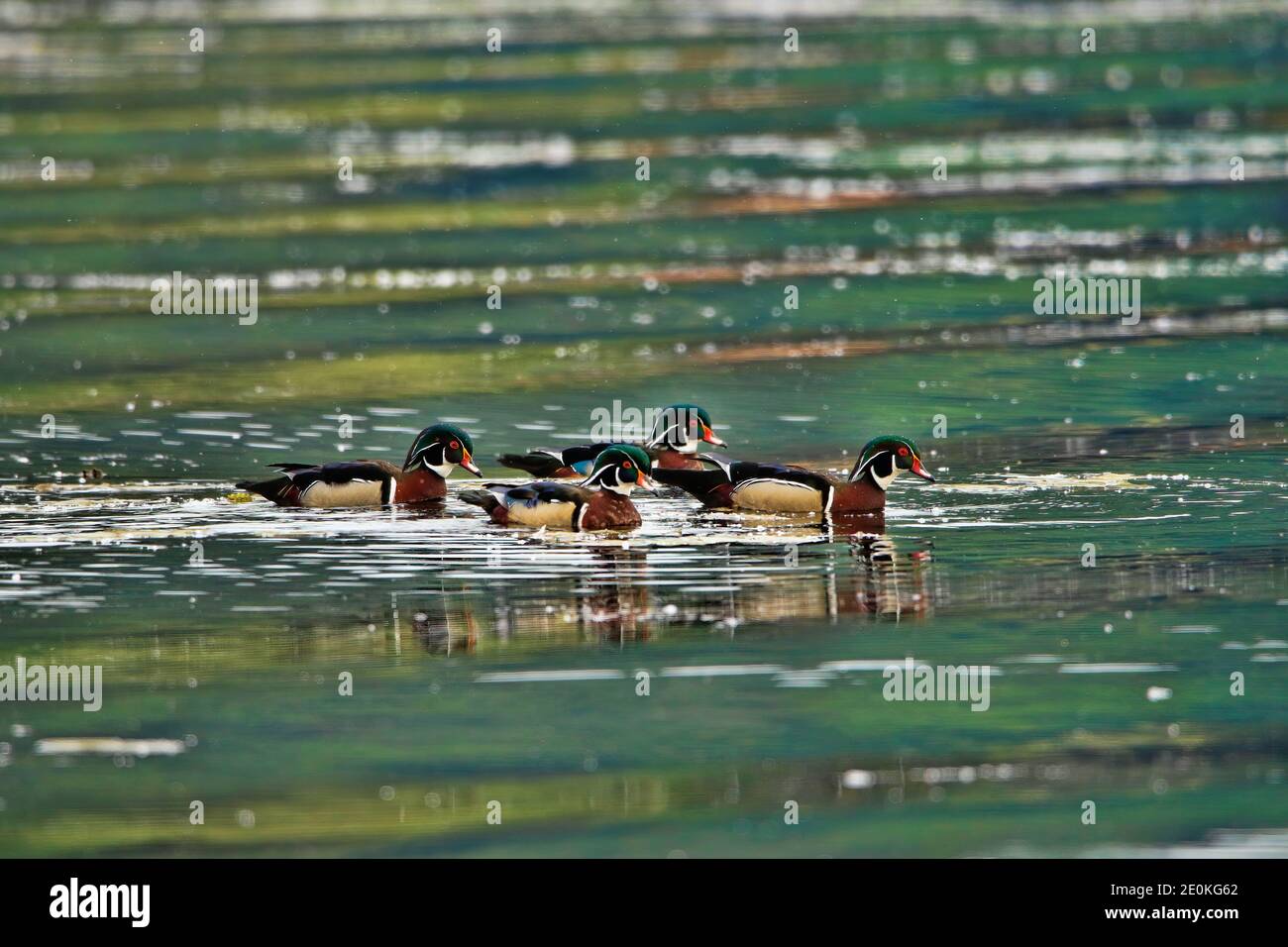 Male Wood Ducks hanging out after breeding season is over Stock Photo ...