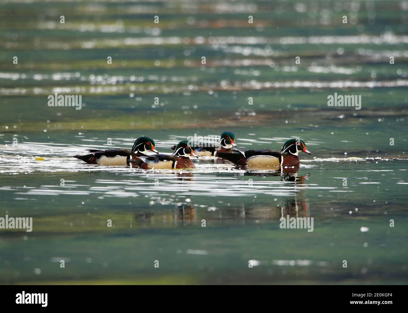 Male Wood Ducks hanging out after breeding season is over Stock Photo ...