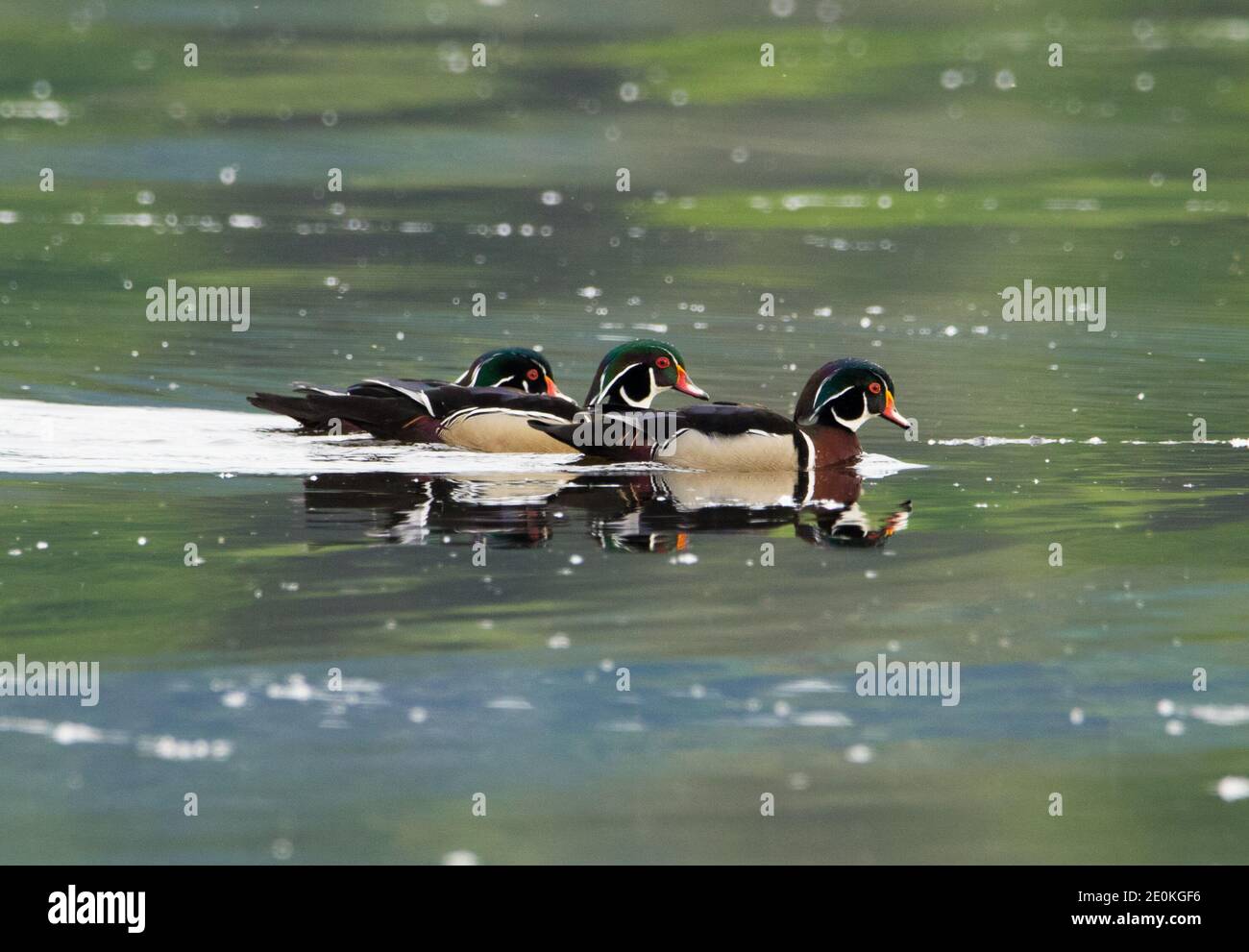Male Wood Ducks hanging out after breeding season is over Stock Photo ...
