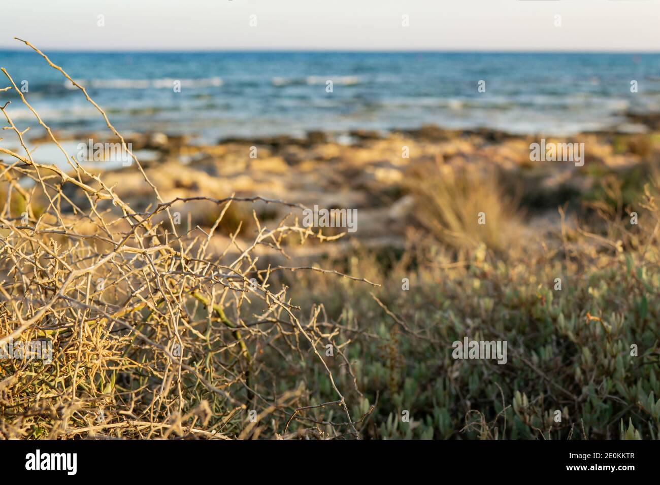 Dry bush in Ayia Napa coast in Cyprus Stock Photo - Alamy