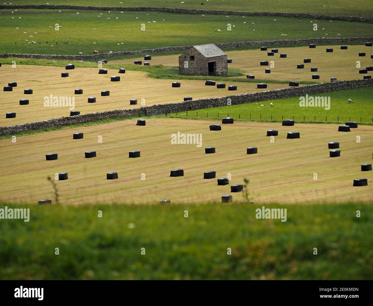 Stone barn amid patchwork of pale harvested fields with black plastic ...