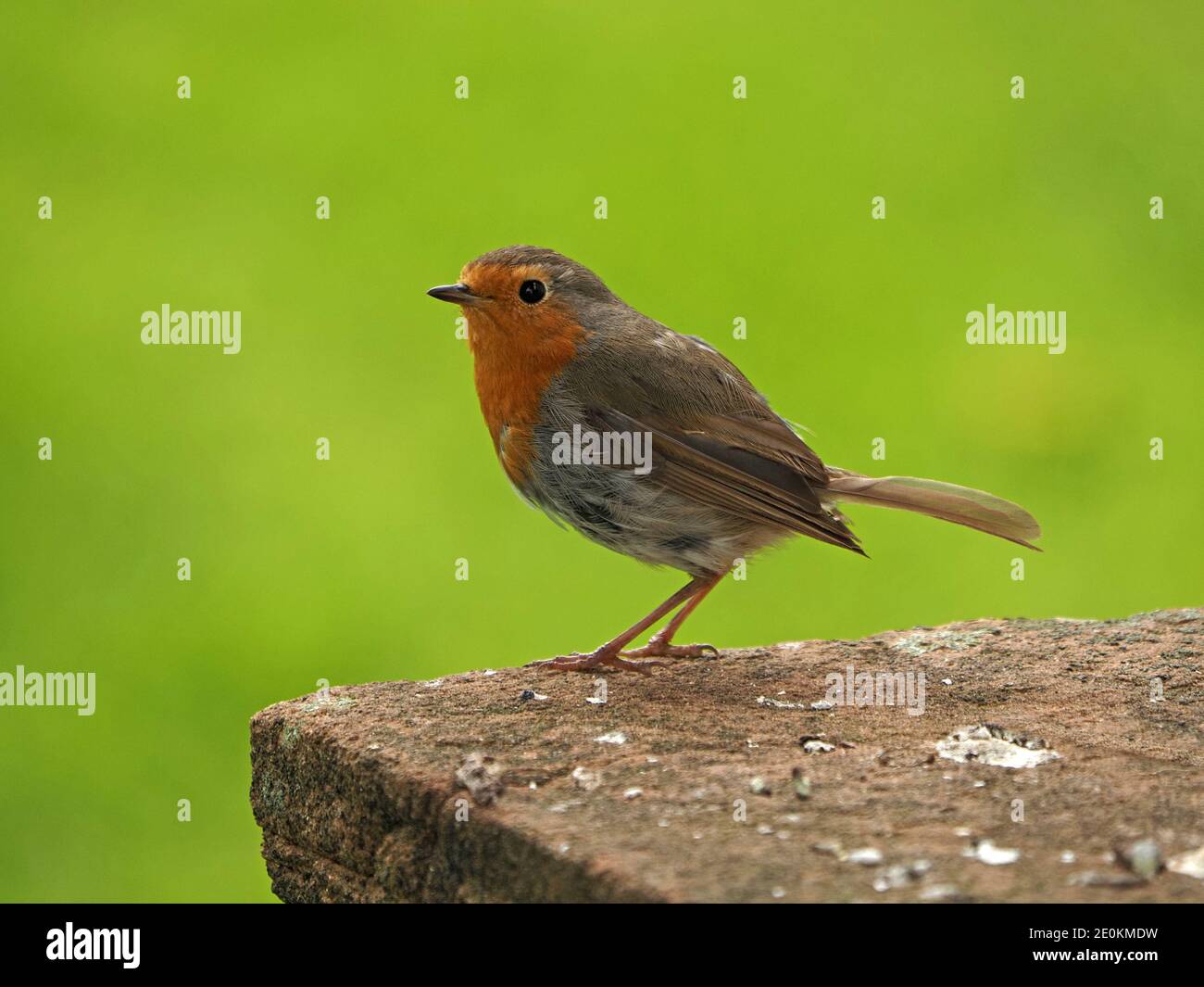 Good songster hi-res stock photography and images - Alamy