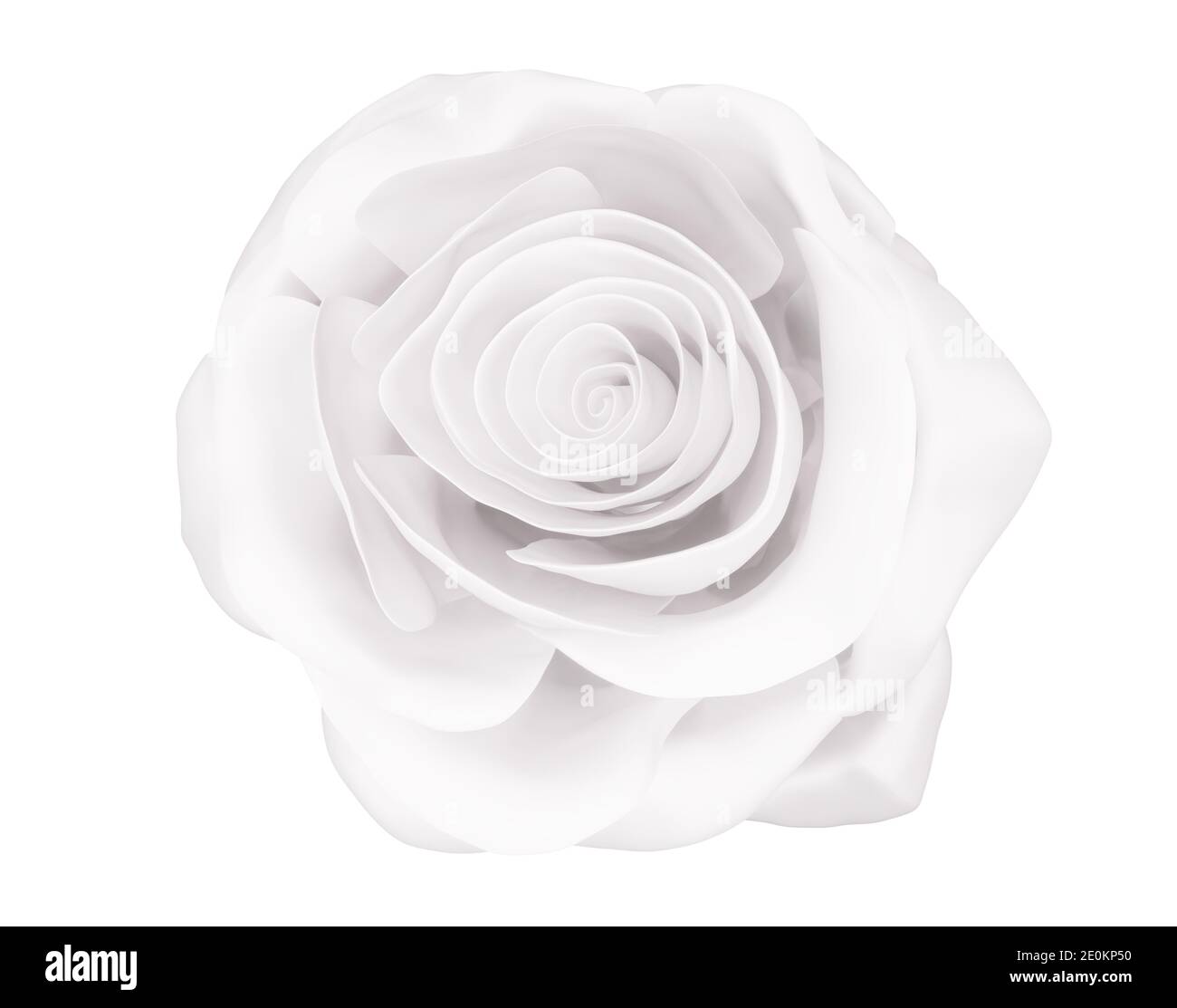 one elegant white rose close up isolated on white, 3d render Stock ...