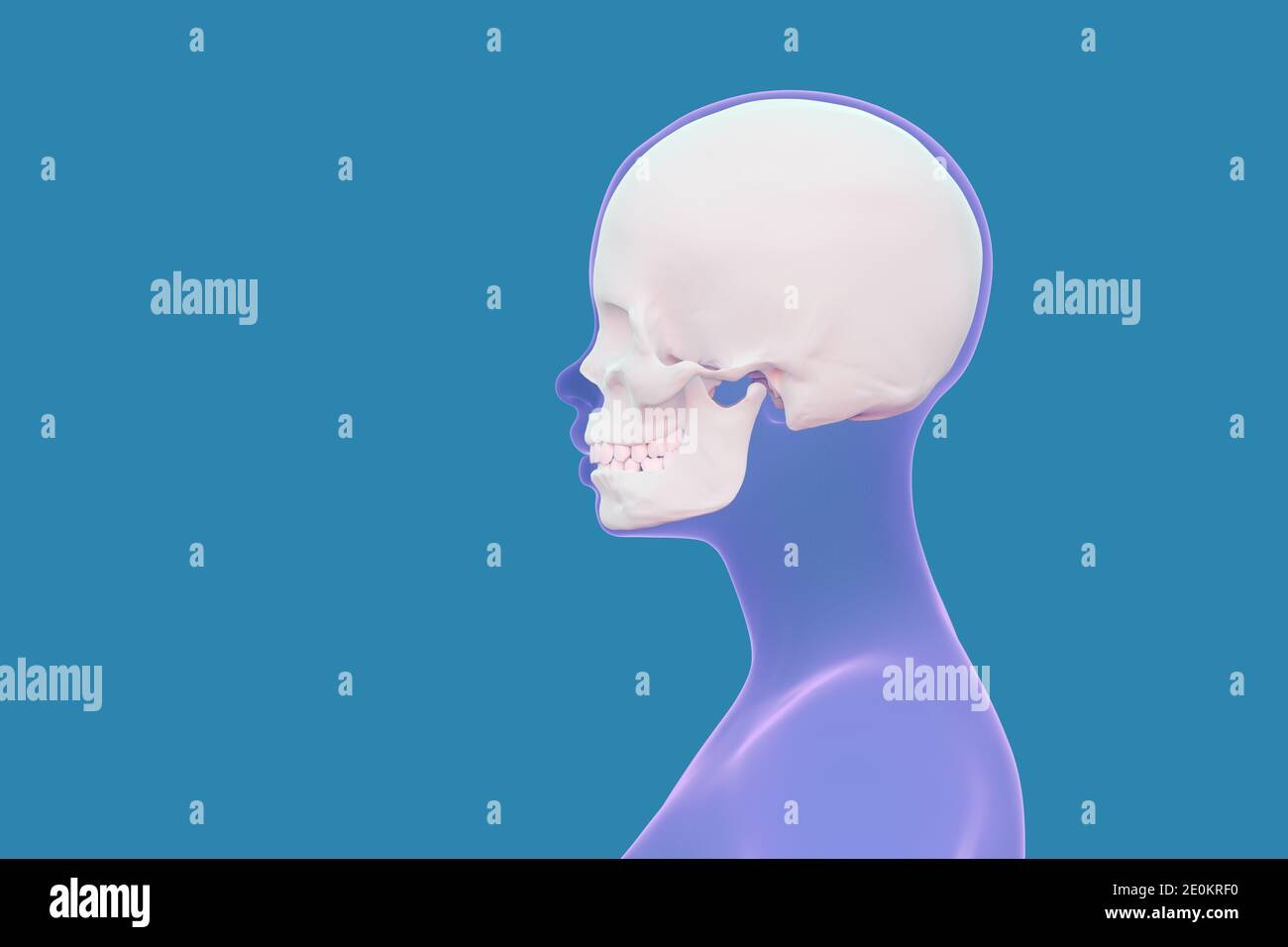 view of the skull in the human head, head scan in profile, blue ...