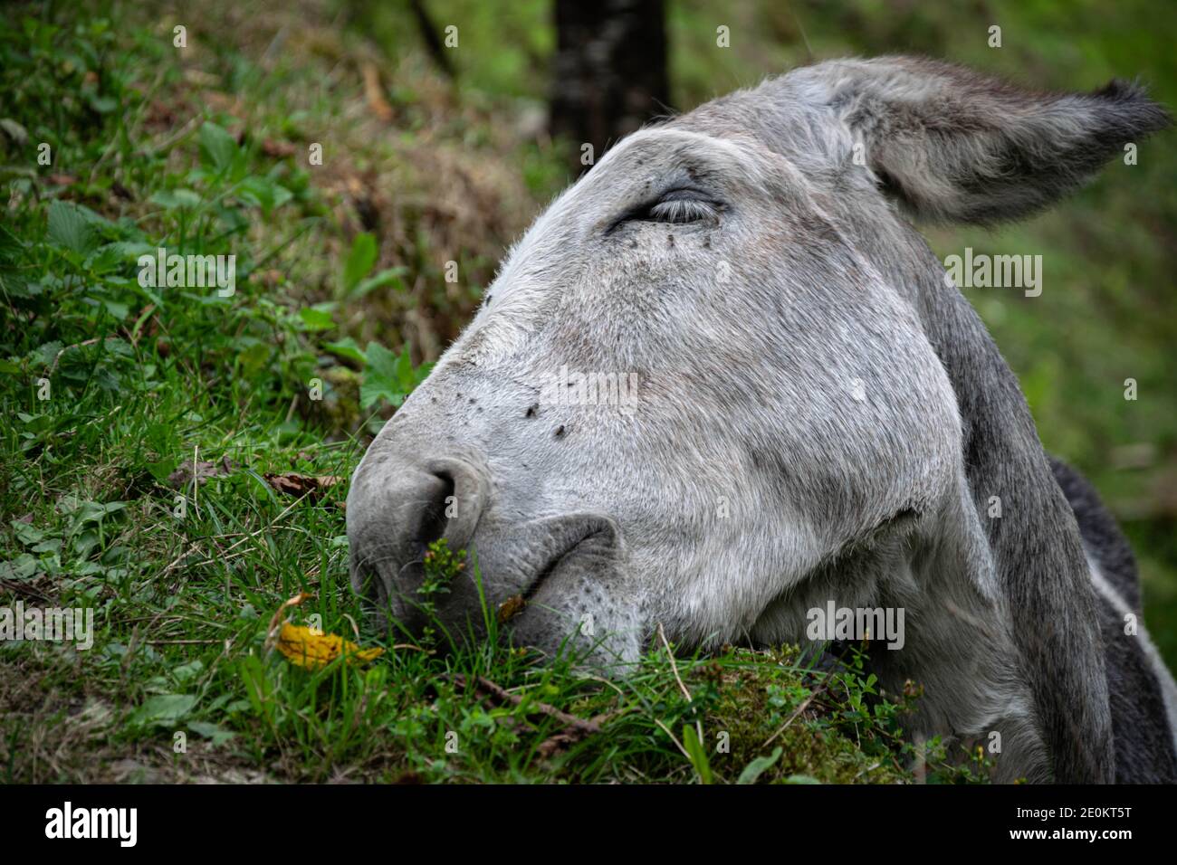 Happy donkey hi-res stock photography and images - Alamy